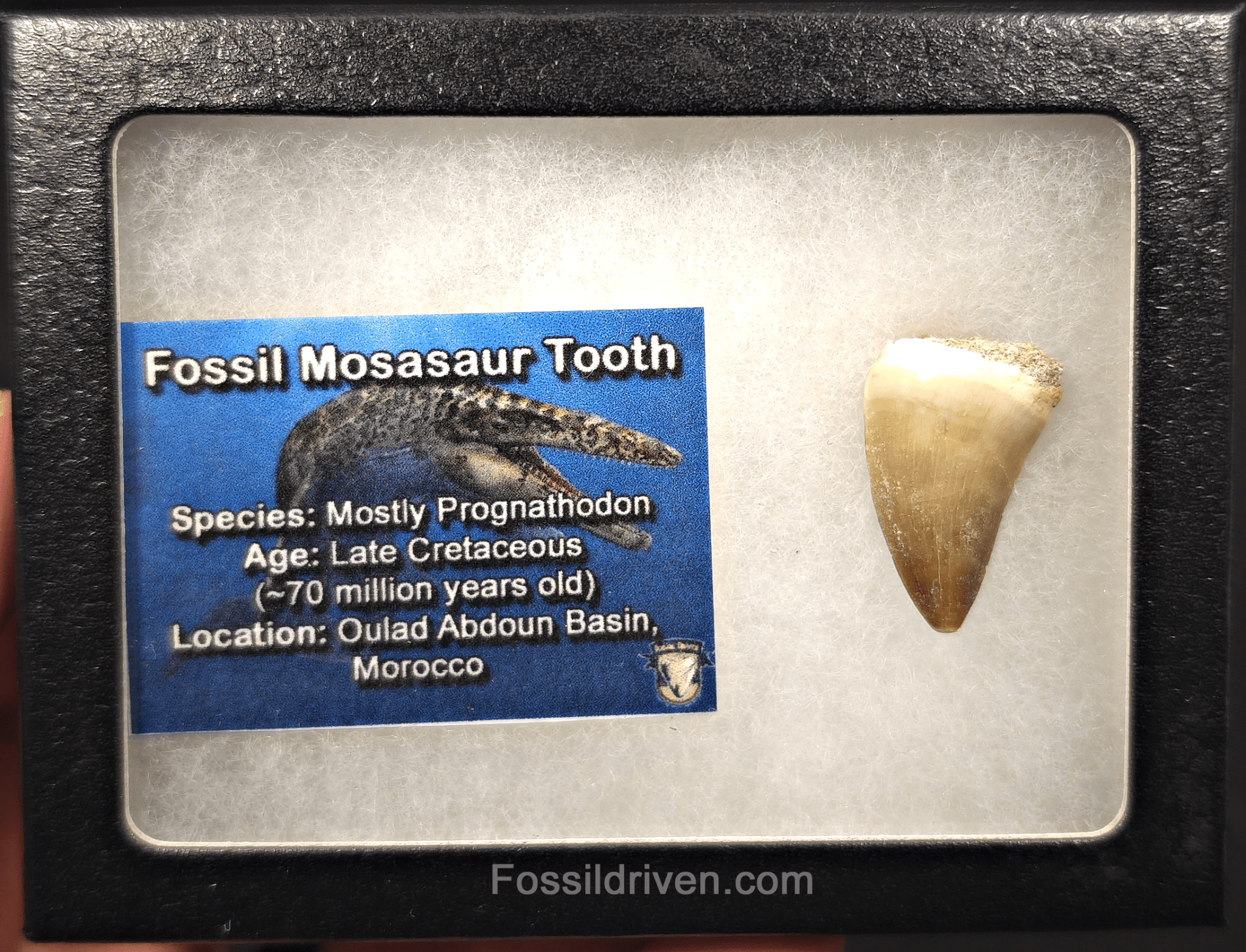 Authentic Mosasaur Fossils for Sale | Fossil Driven