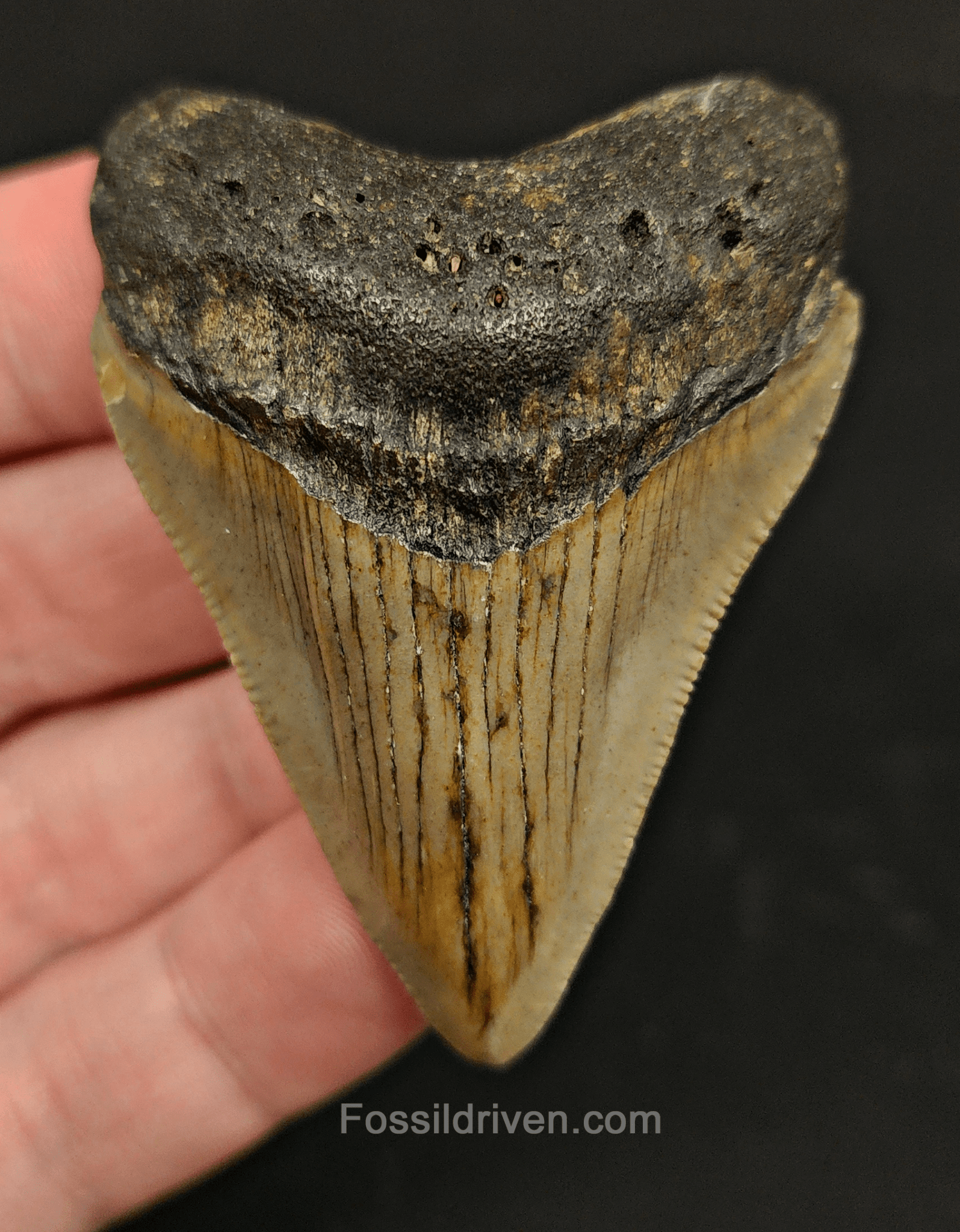 Authentic Megalodon Tooth - 2.35" Fossil | Fossil Driven