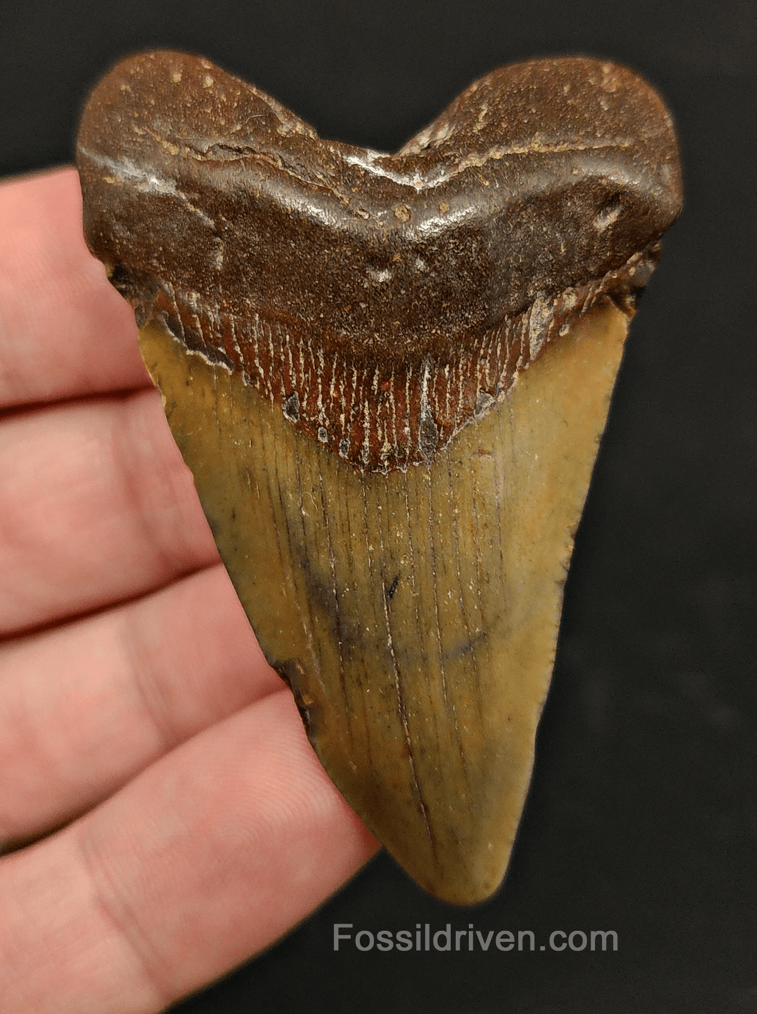 Authentic Megalodon Tooth - 2.57" Fossil | Fossil Driven