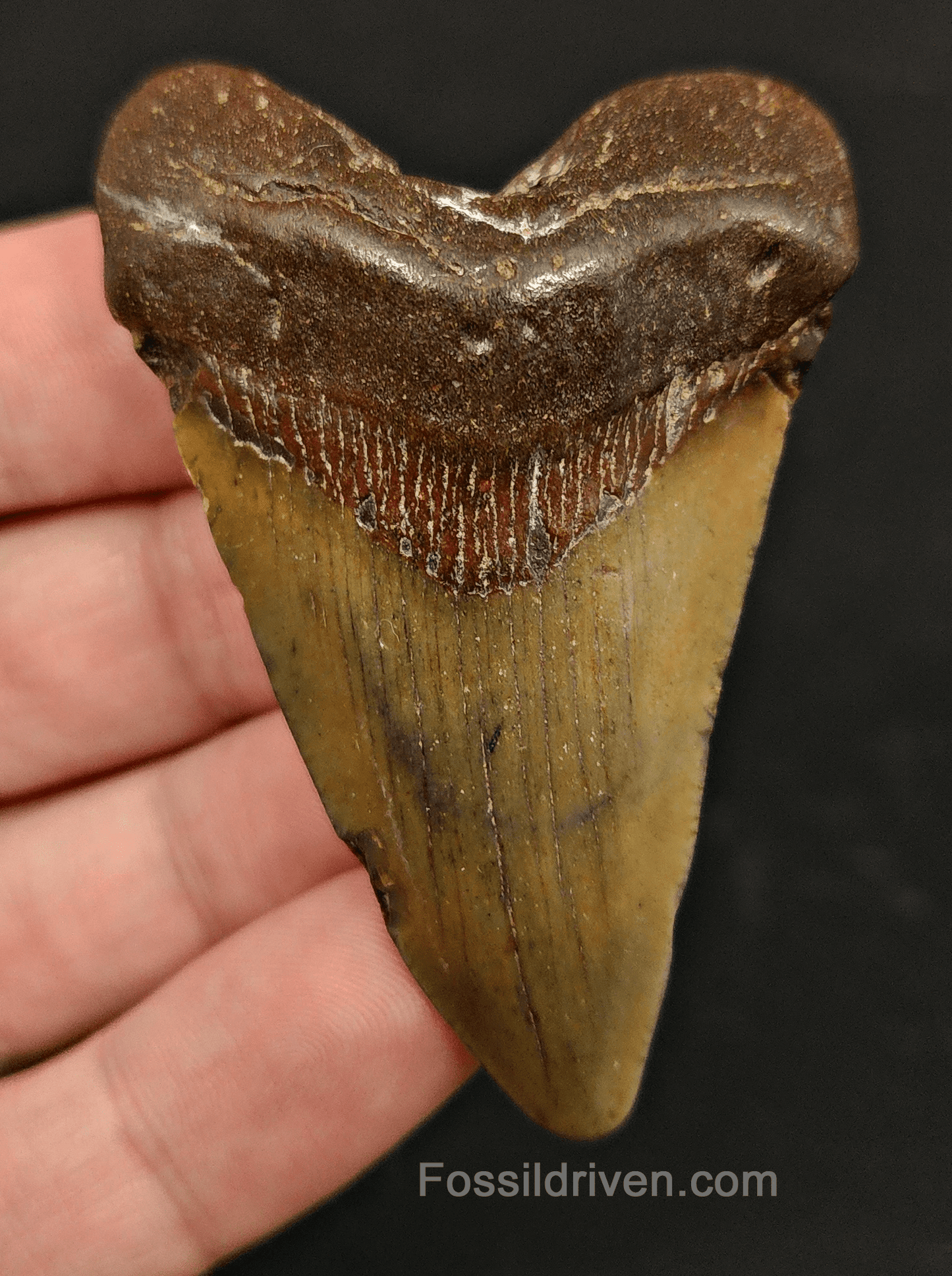 Authentic Megalodon Tooth - 2.57" Fossil | Fossil Driven