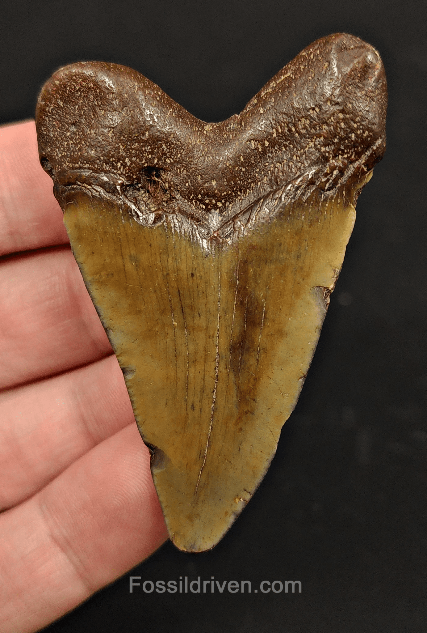 Authentic Megalodon Tooth - 2.57" Fossil | Fossil Driven