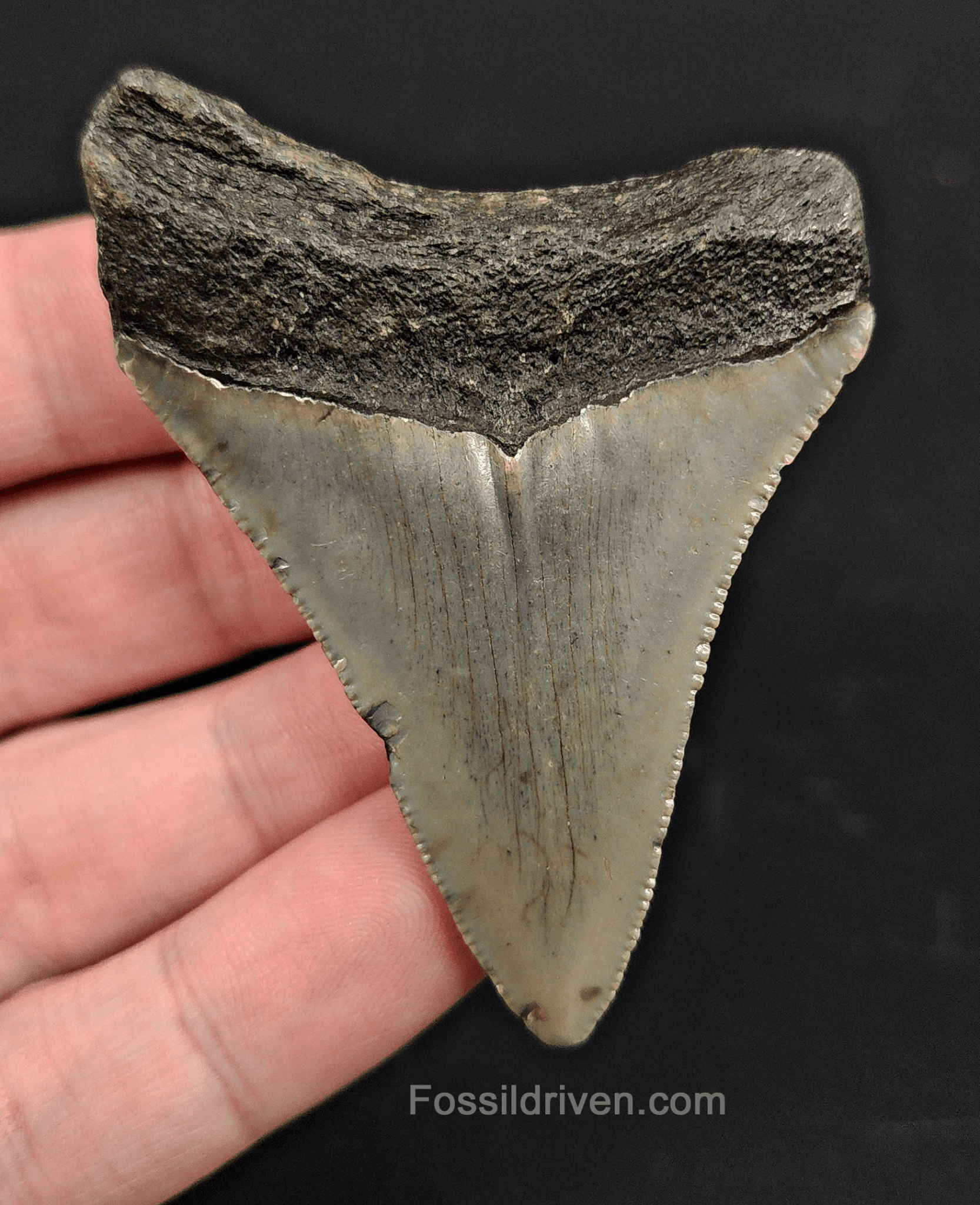 Authentic Megalodon Tooth - 2.65" Fossil | Fossil Driven