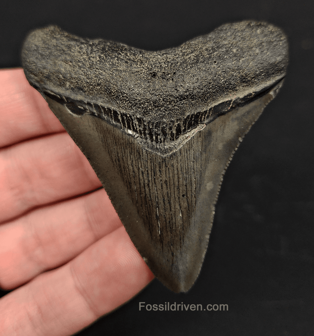 Authentic Megalodon Tooth - 2.84" Fossil | Fossil Driven