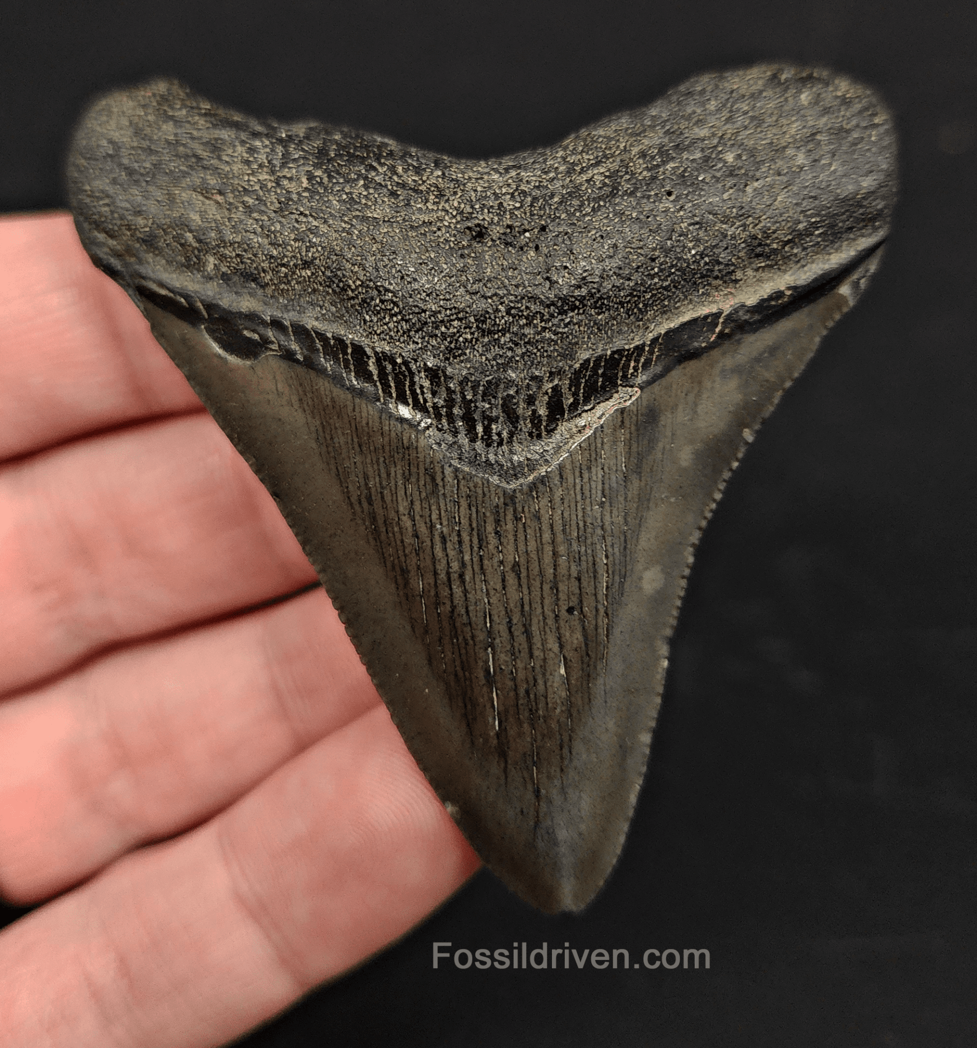 Authentic Megalodon Tooth - 2.84" Fossil | Fossil Driven
