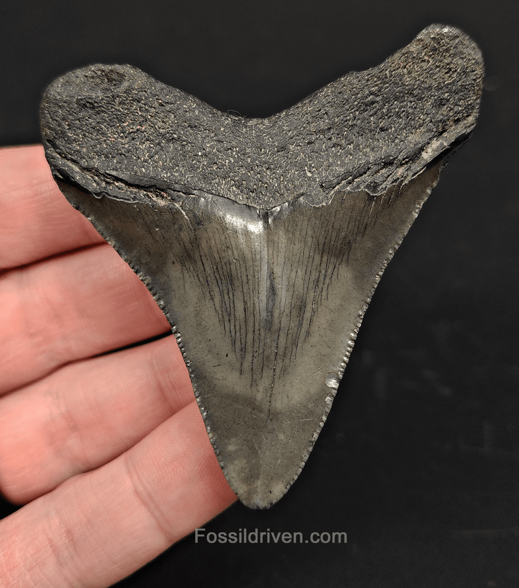Authentic Megalodon Tooth - 2.84" Fossil | Fossil Driven