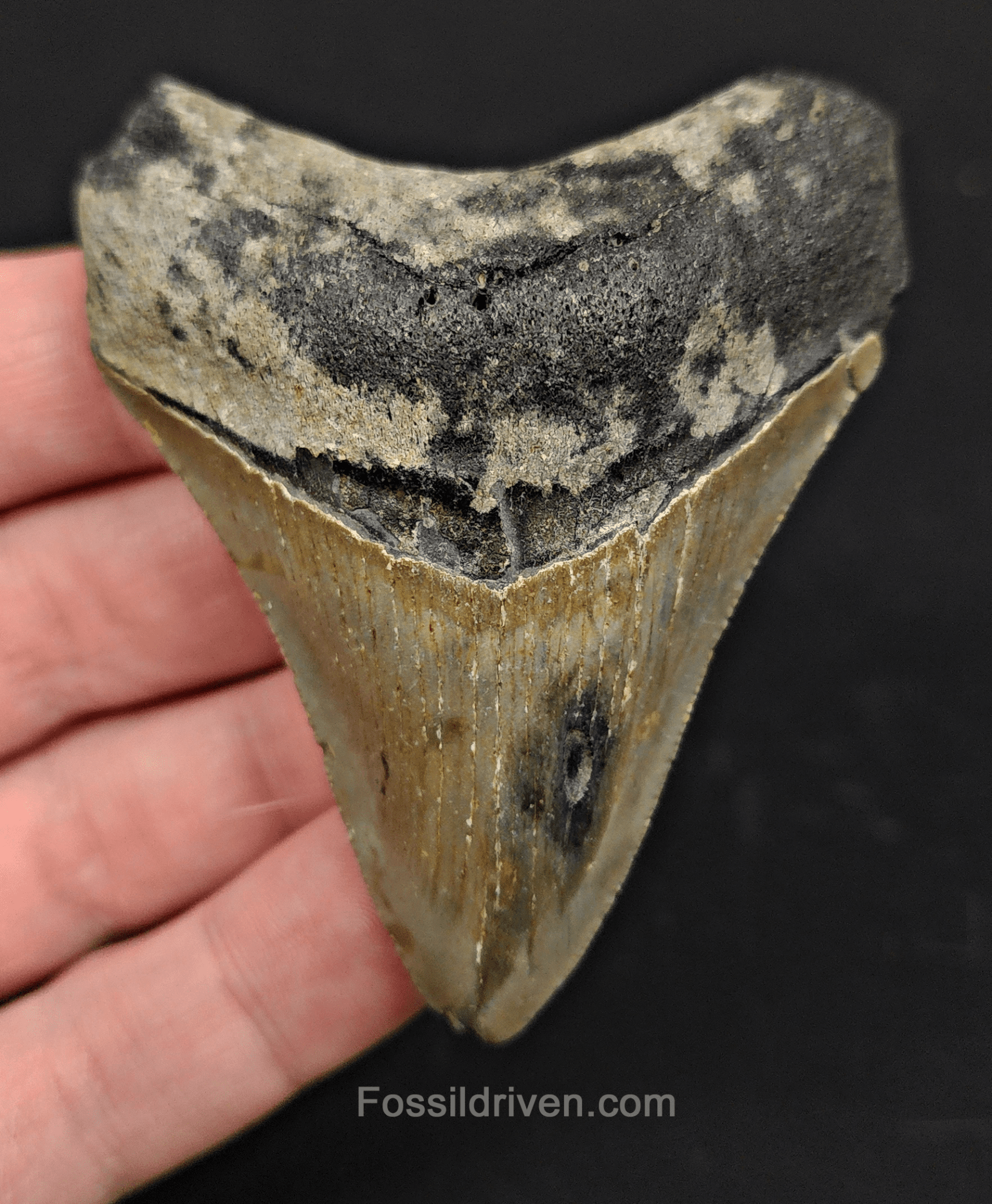 Authentic Megalodon Tooth - 2.88" Fossil | Fossil Driven