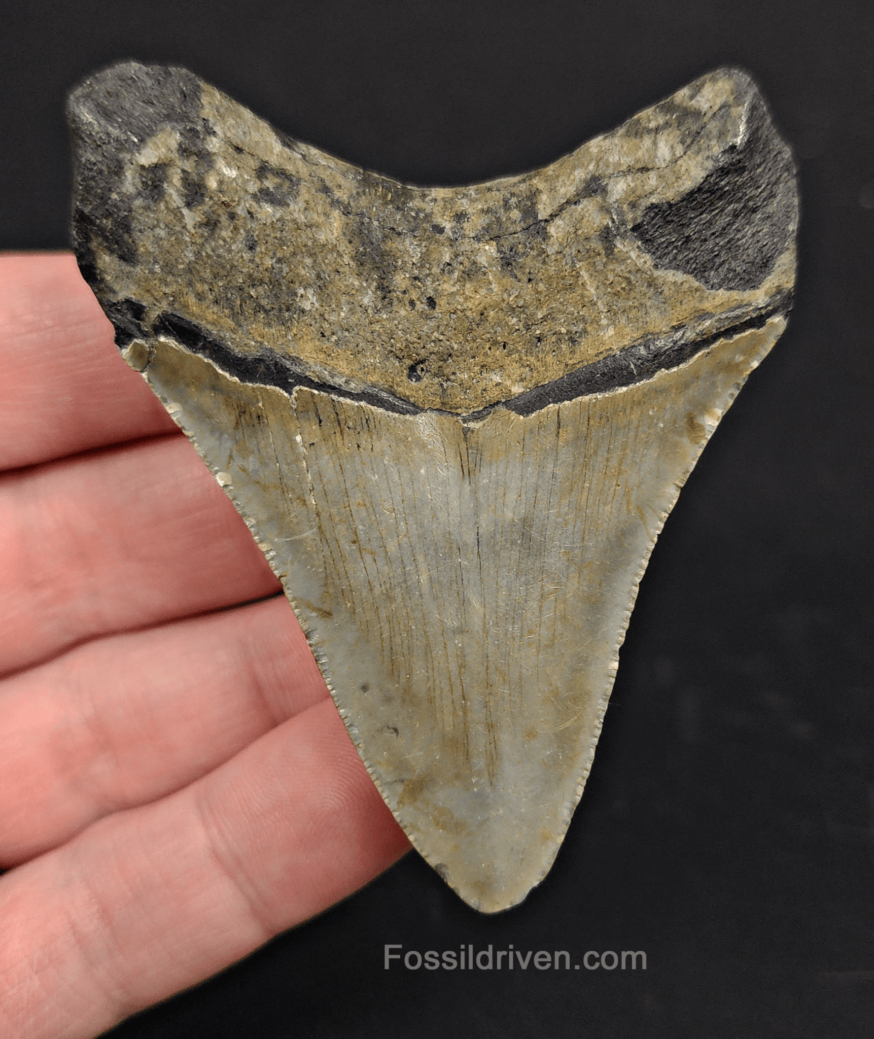 Authentic Megalodon Tooth - 2.88" Fossil | Fossil Driven