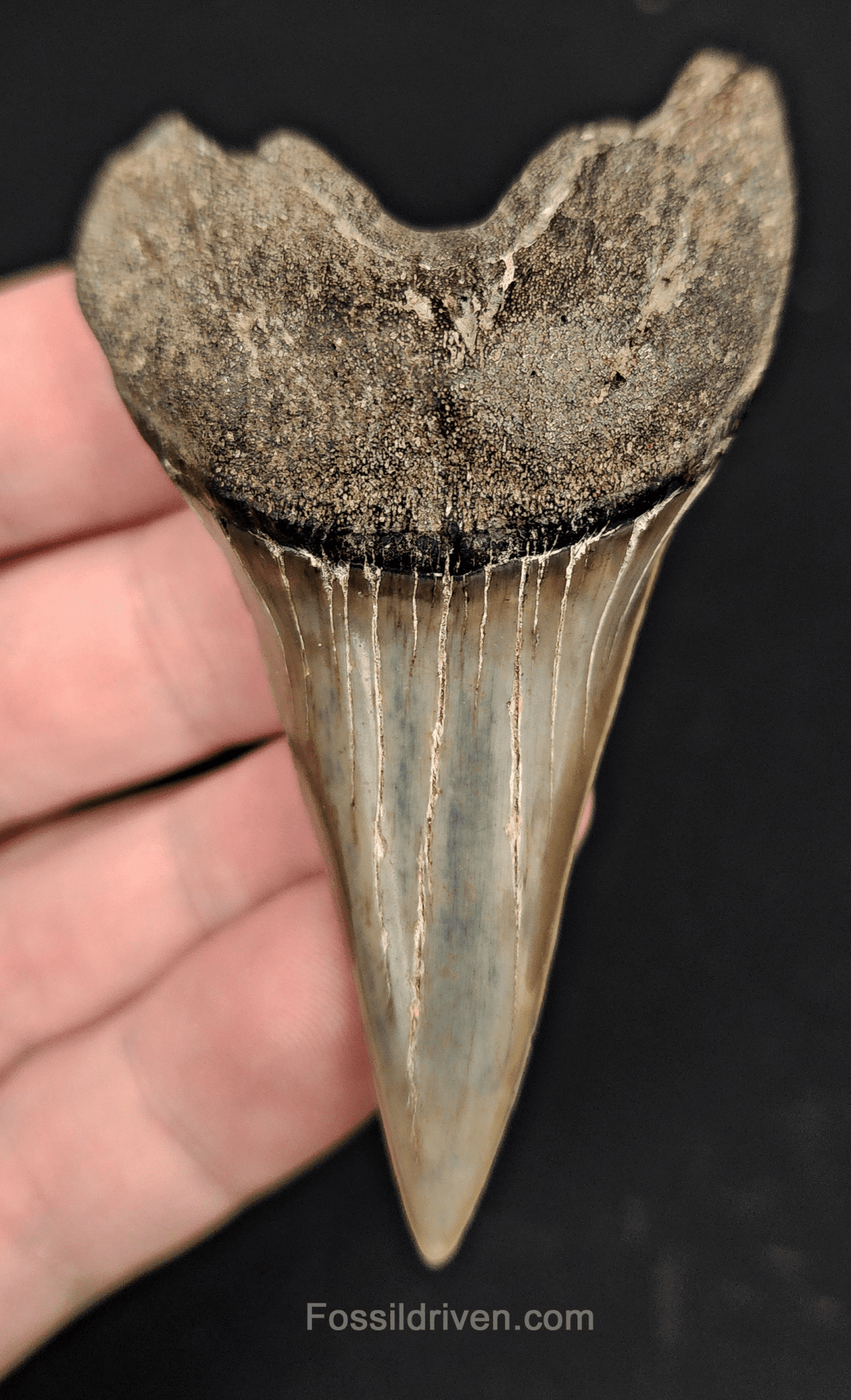 Authentic Mako Shark Tooth - 3.03" Fossil | Fossil Driven