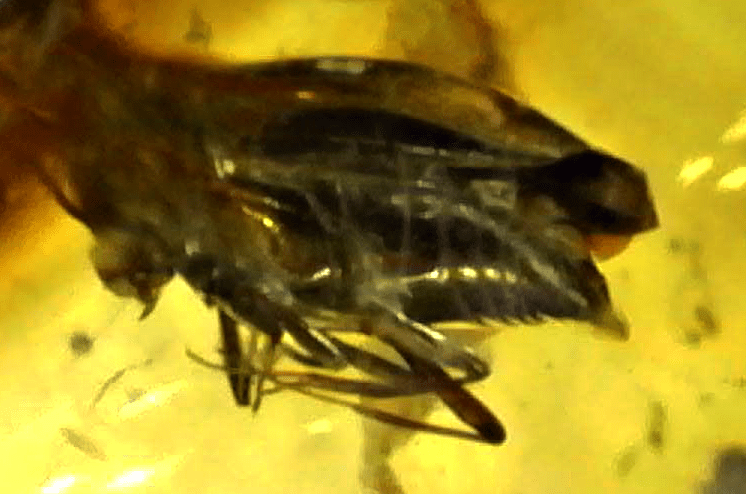 Stratiomyidae (Soldier Fly) in Baltic Amber | Fossil Driven